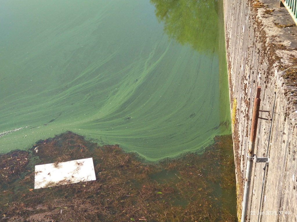 Bloomin Algae Record Map | iRecord