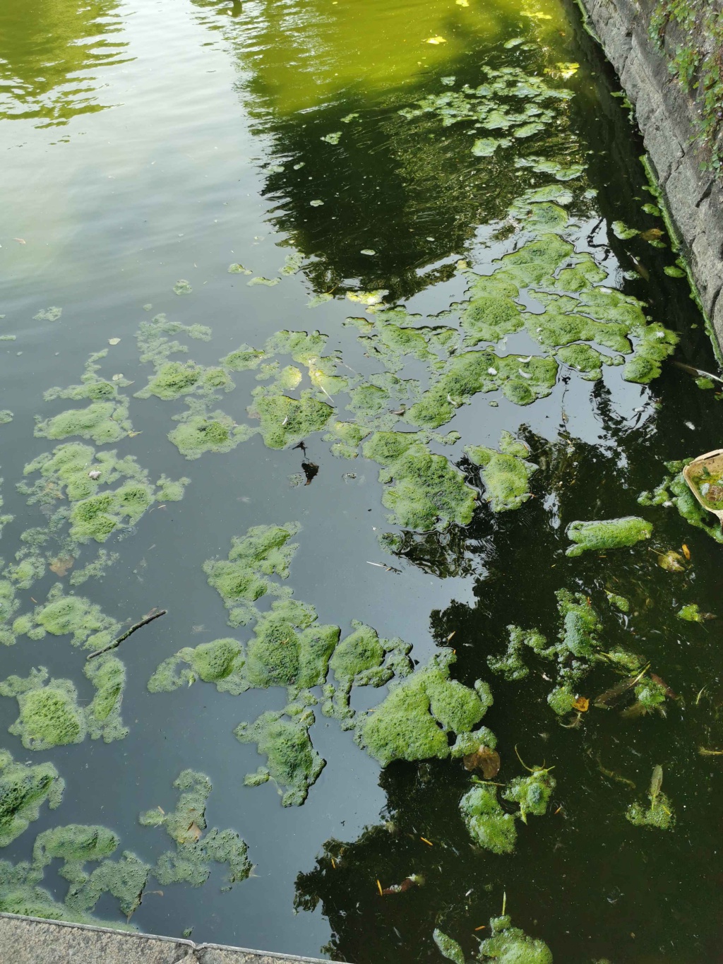 Bloomin Algae Record Map | iRecord