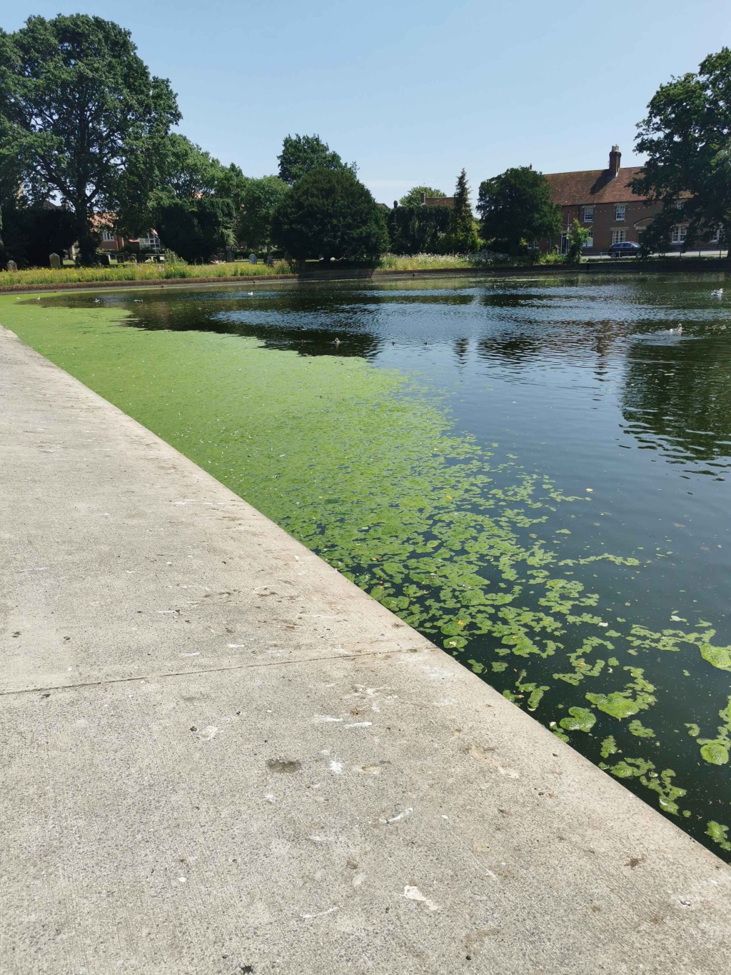 Bloomin Algae Record Map | iRecord