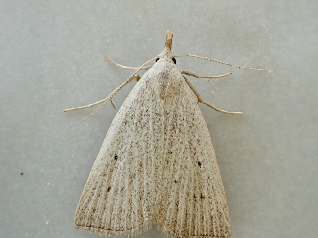 Dotted Fan-foot | NatureSpot