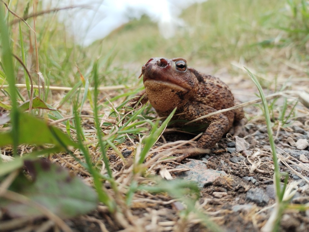 Common Toad