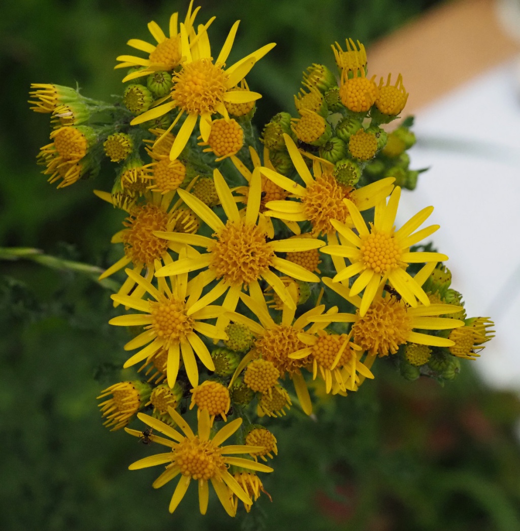 Common Ragwort | NatureSpot