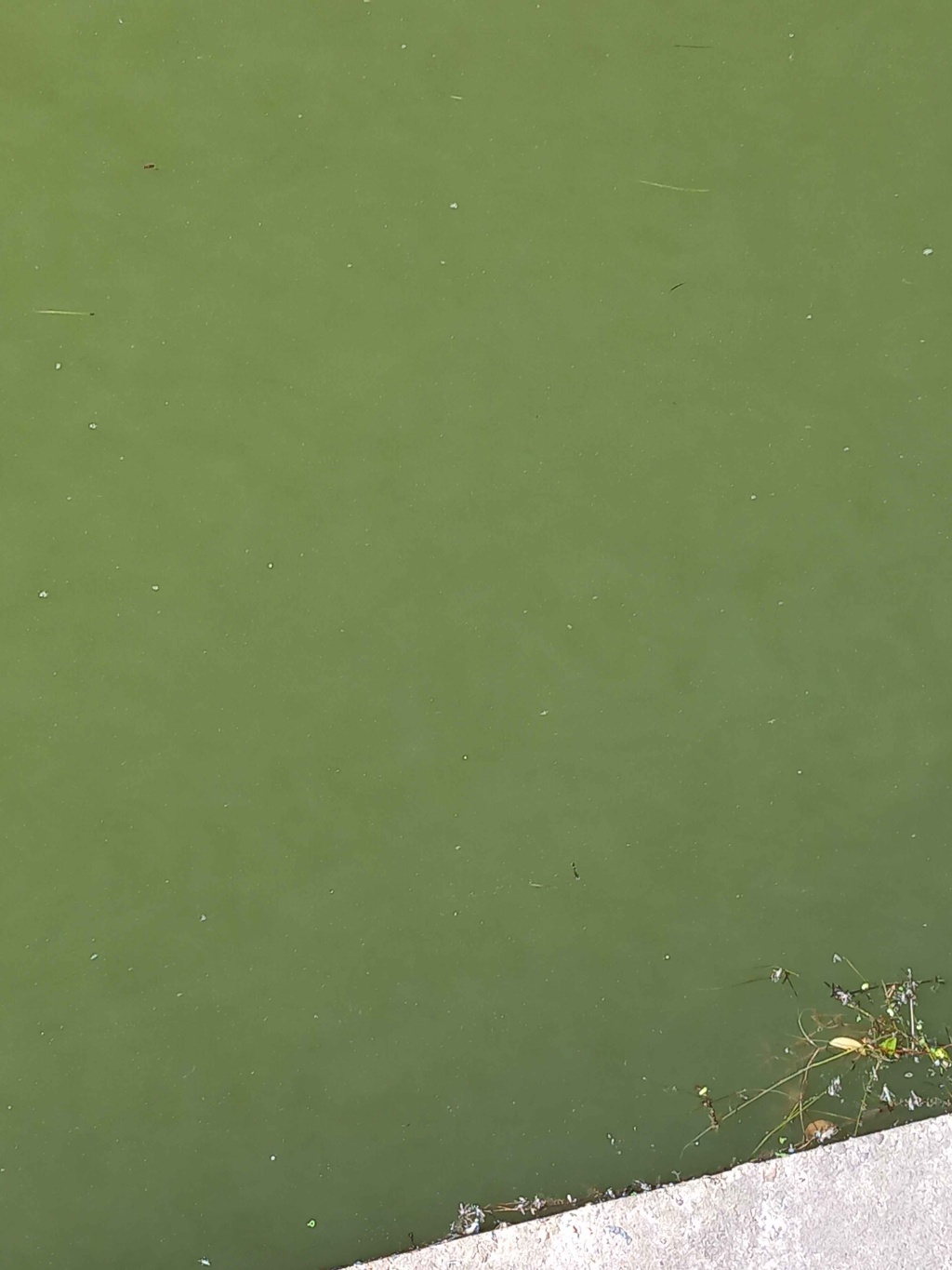 Bloomin Algae Record Map | iRecord