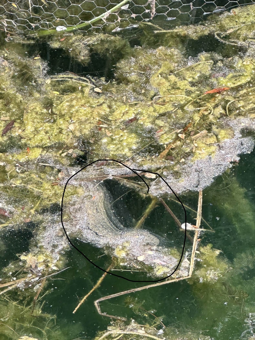 Bloomin Algae Record Map | iRecord