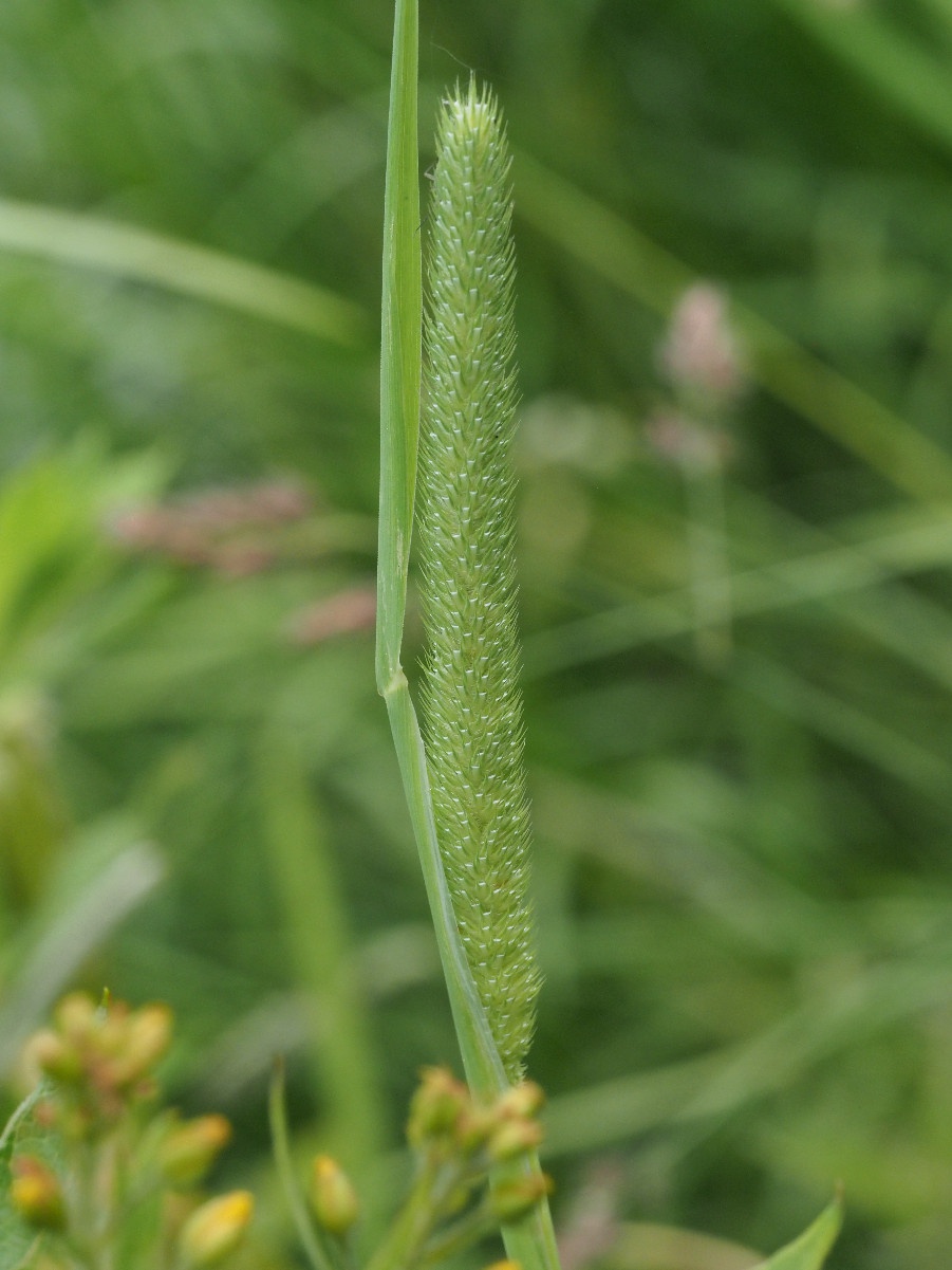 Timothy | NatureSpot