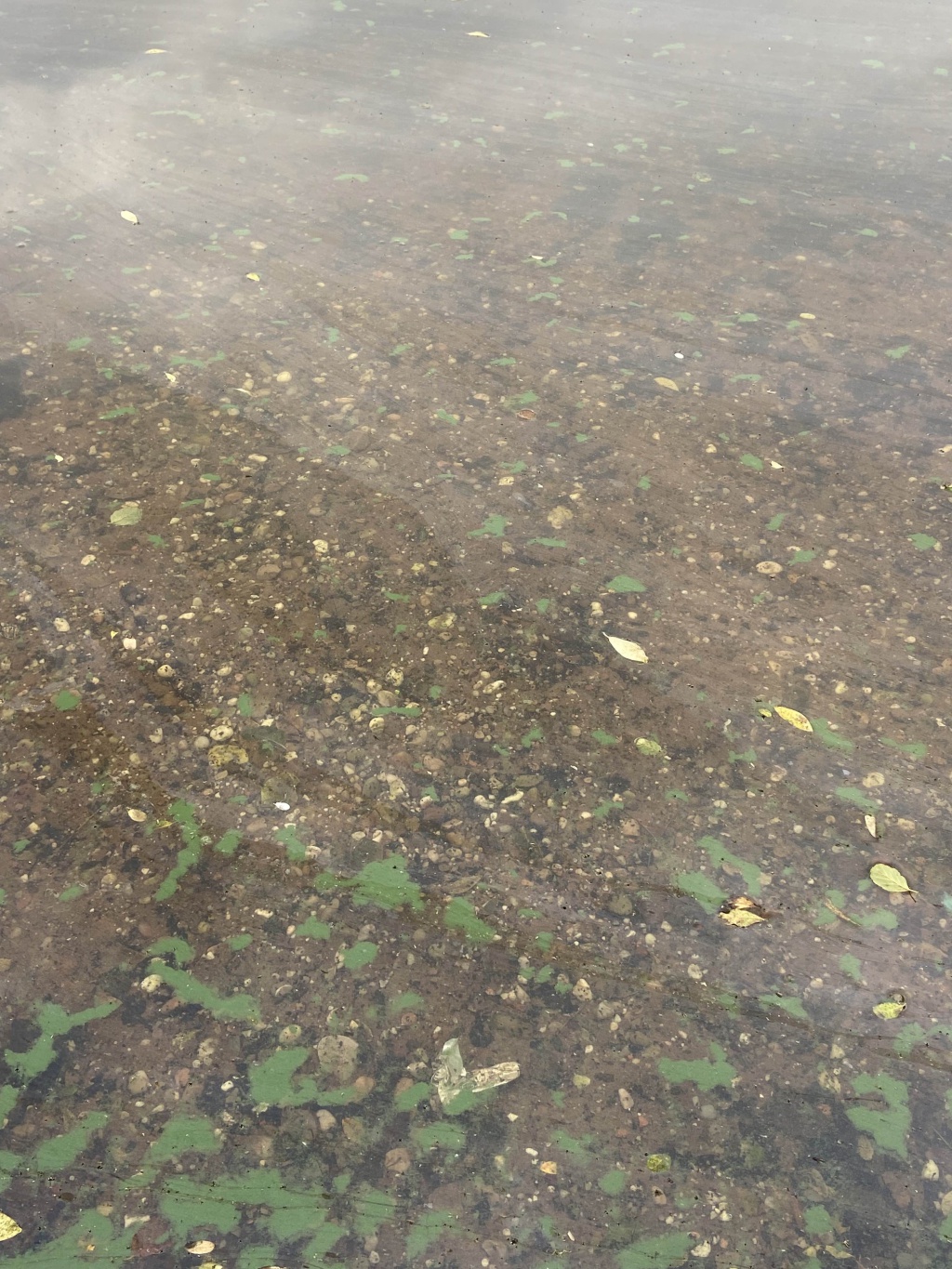 Bloomin Algae Record Map | iRecord