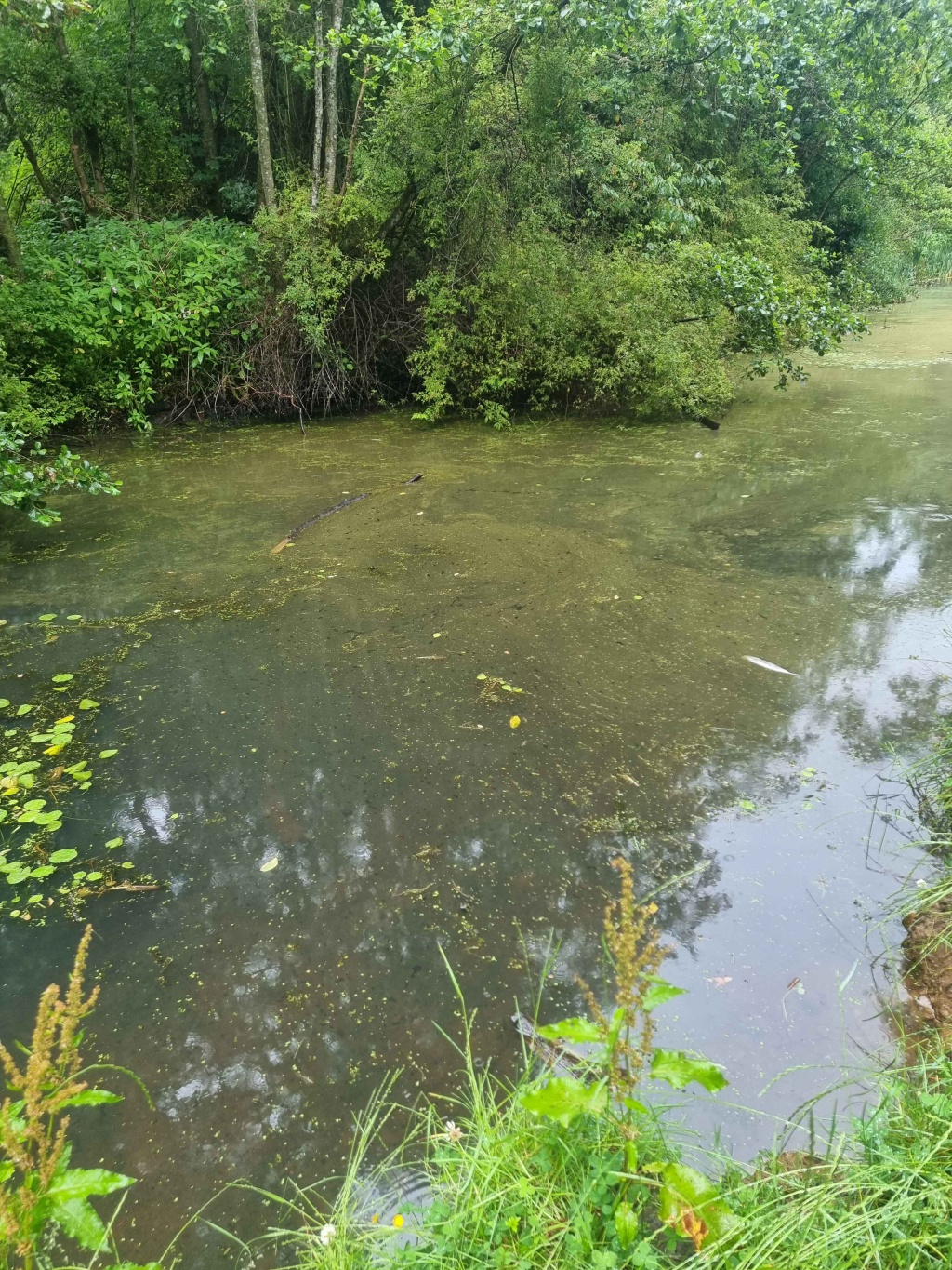 Bloomin Algae Record Map | iRecord