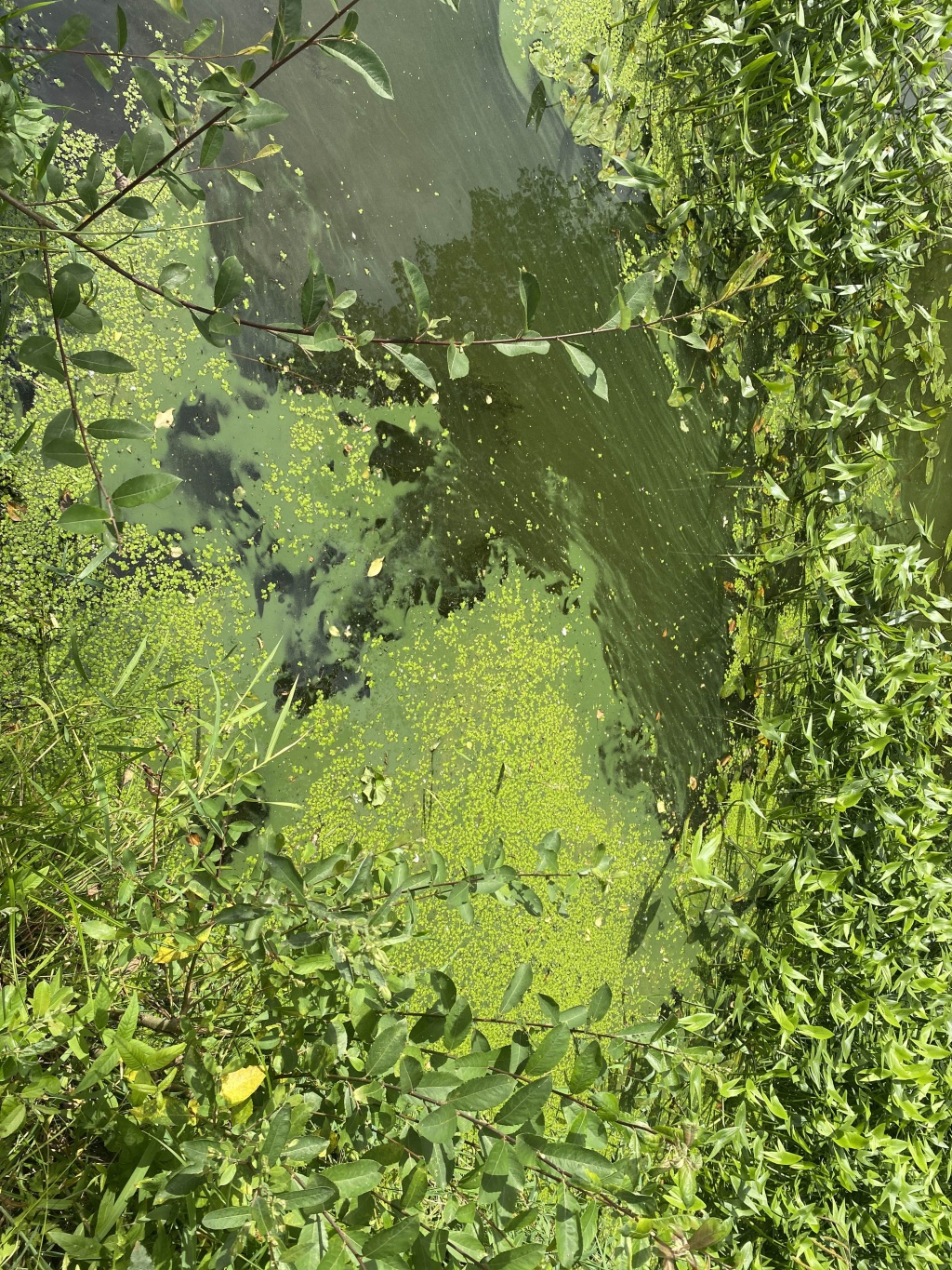 Bloomin Algae Record Map | iRecord