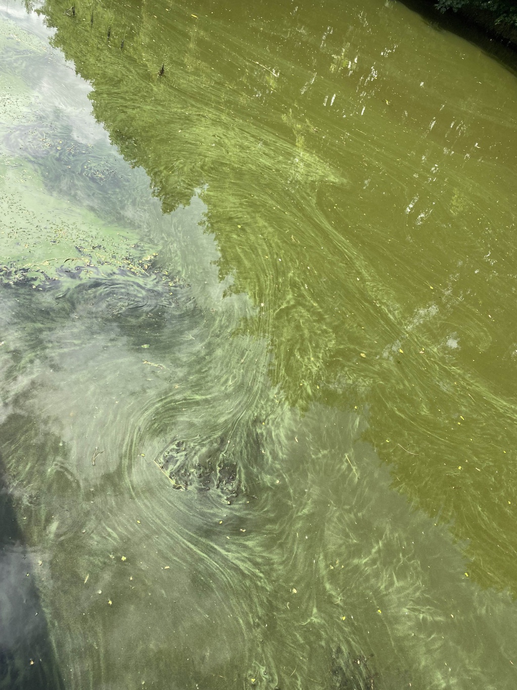 Bloomin Algae Record Map | iRecord