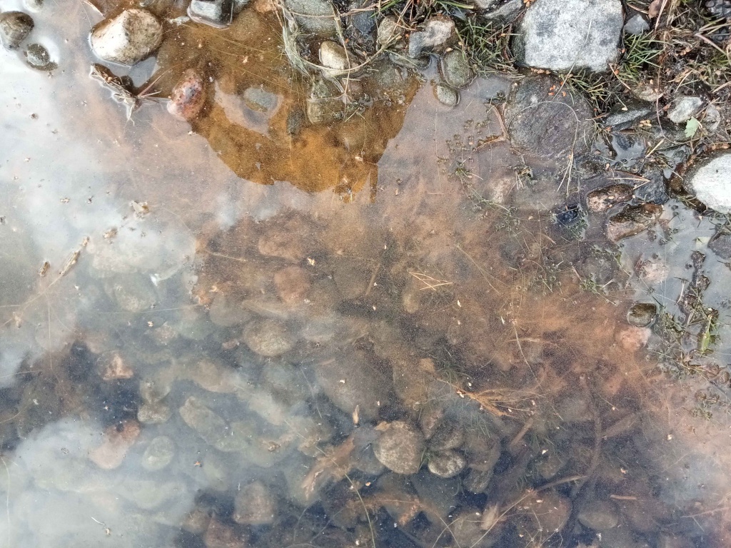 Bloomin Algae Record Map | iRecord