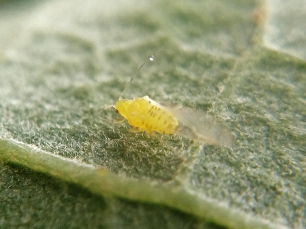 Turkey Oak Aphid | NatureSpot