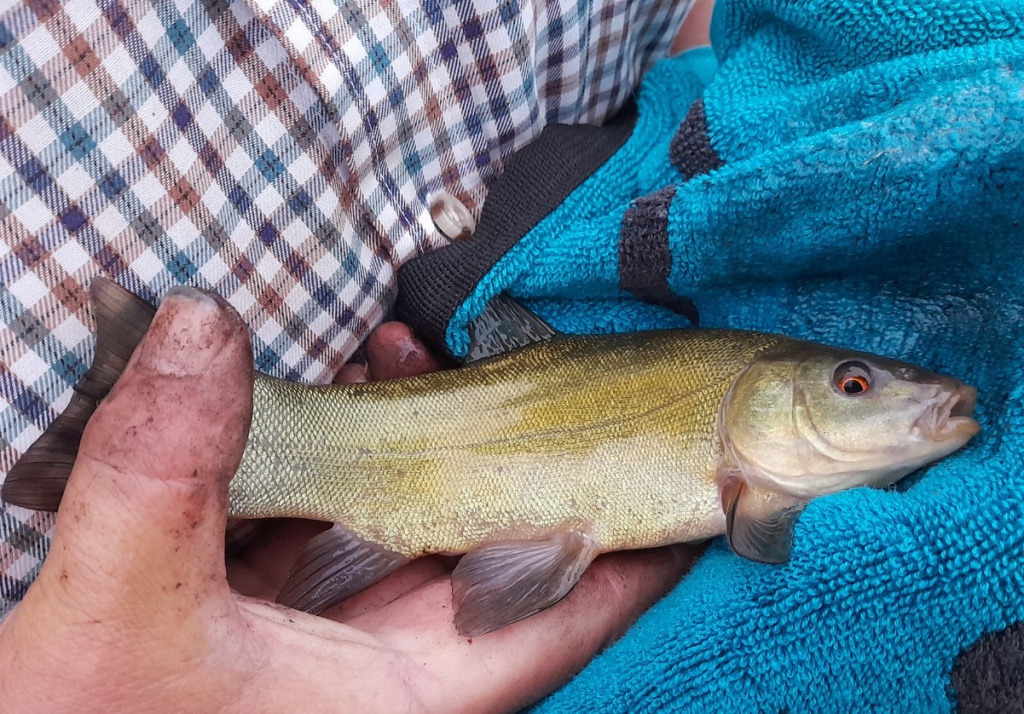 Tench Fish