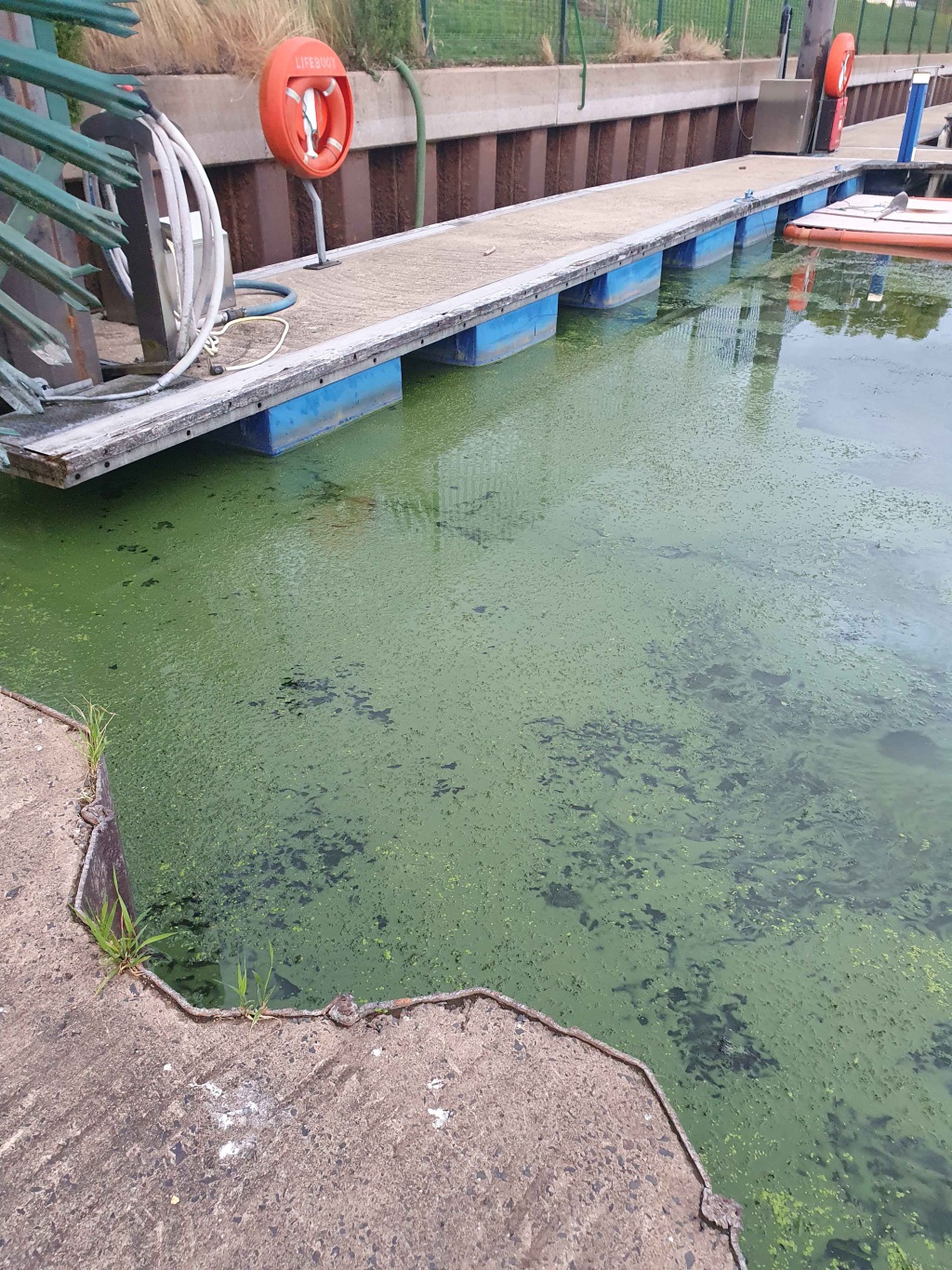 Bloomin Algae Record Map | iRecord