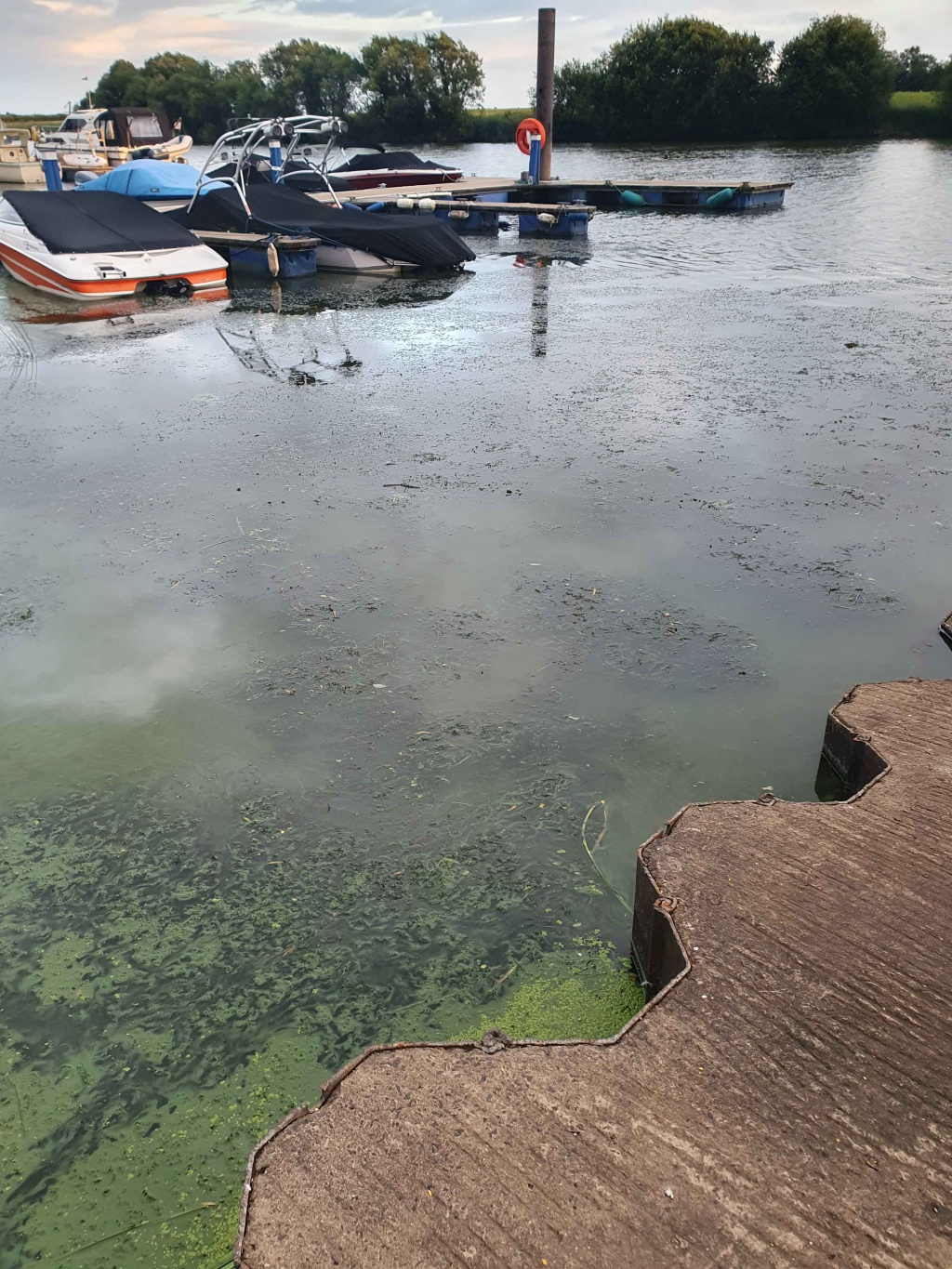 Bloomin Algae Record Map | iRecord