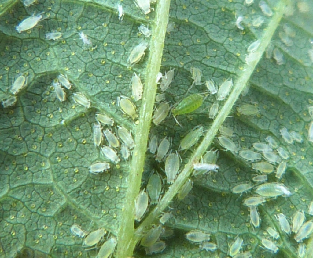 Damson-hop aphid | NatureSpot