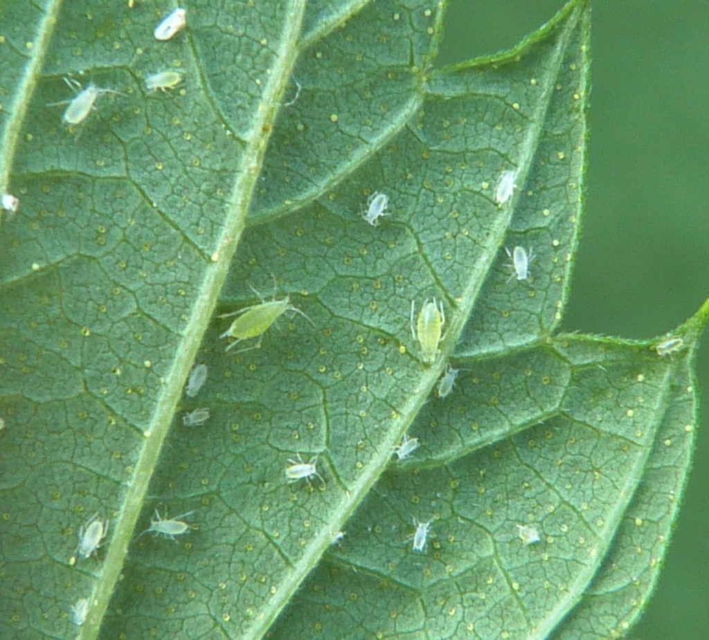 Damson-hop aphid | NatureSpot