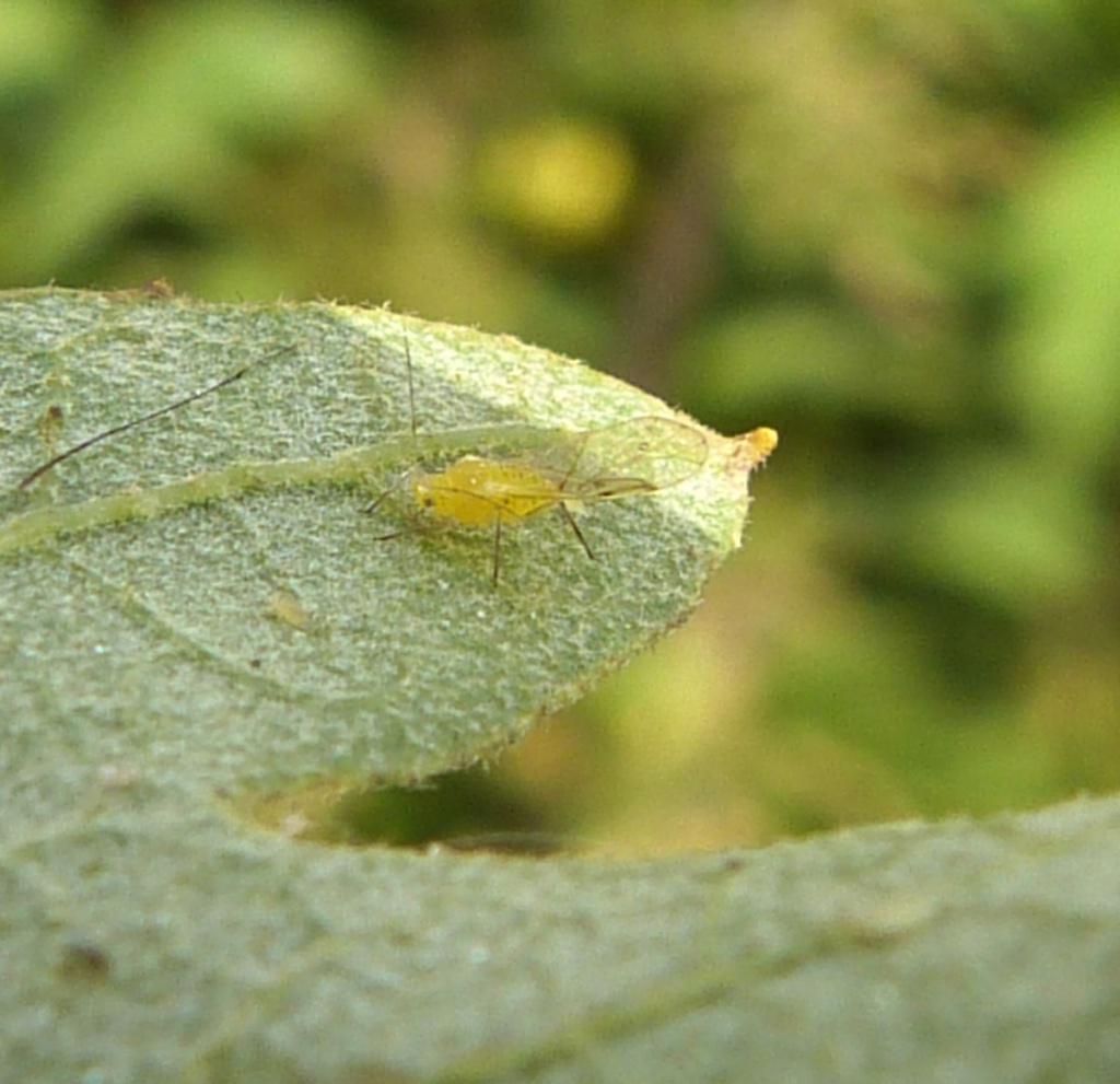 Turkey Oak Aphid | NatureSpot