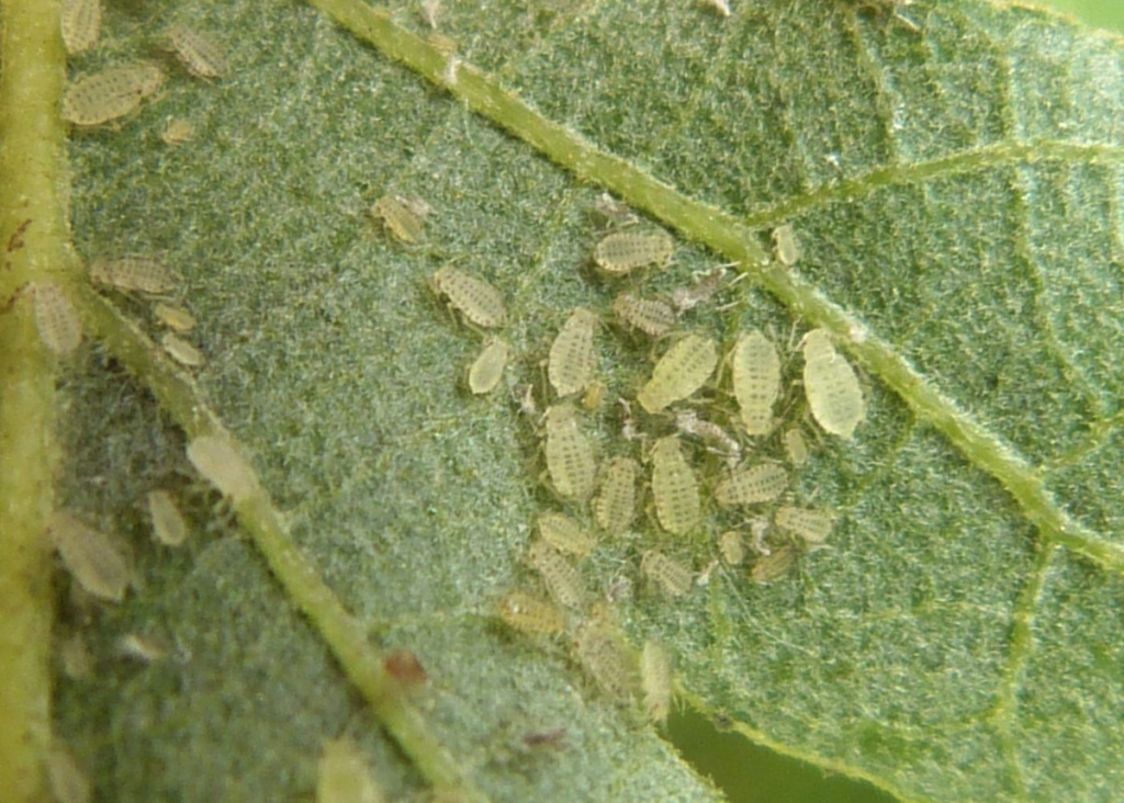 Turkey Oak Aphid | NatureSpot