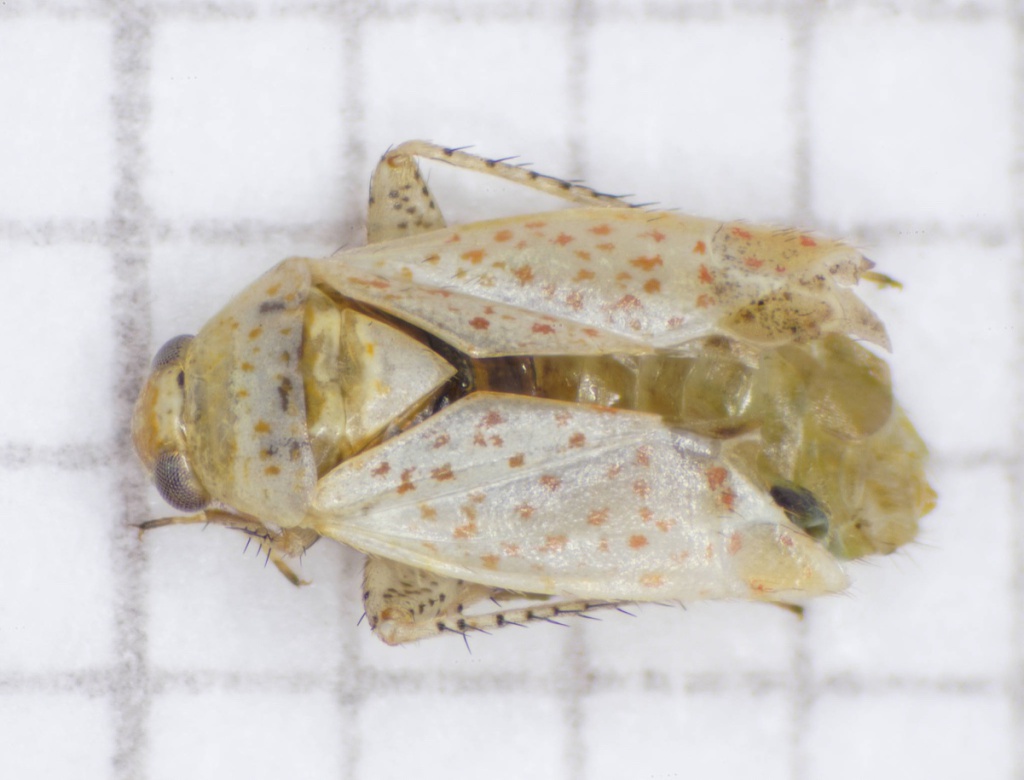 Psallus haematodes | NatureSpot