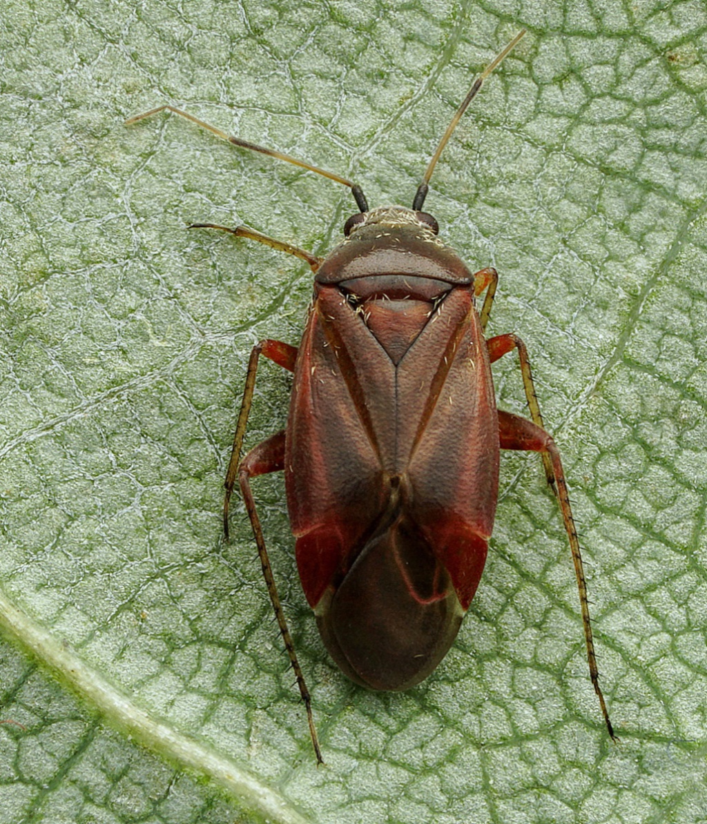 Psallus ambiguus | NatureSpot