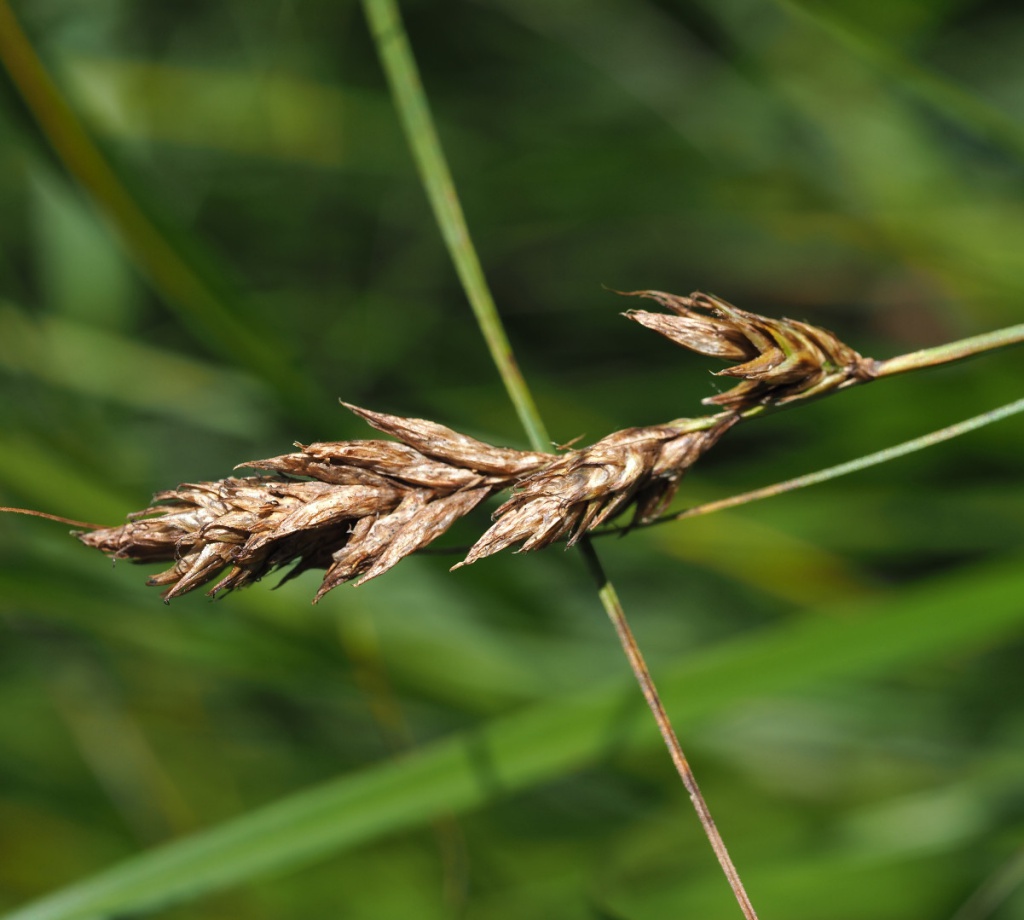 Brown Sedge | NatureSpot