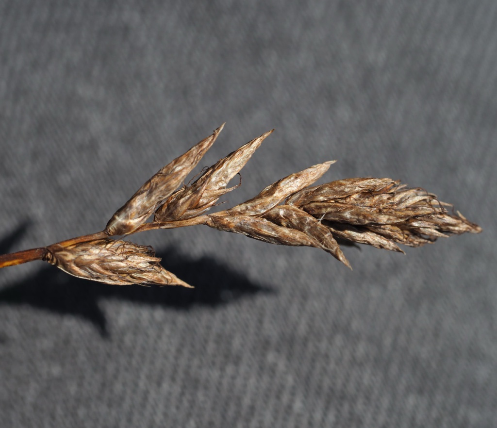 Brown Sedge | NatureSpot