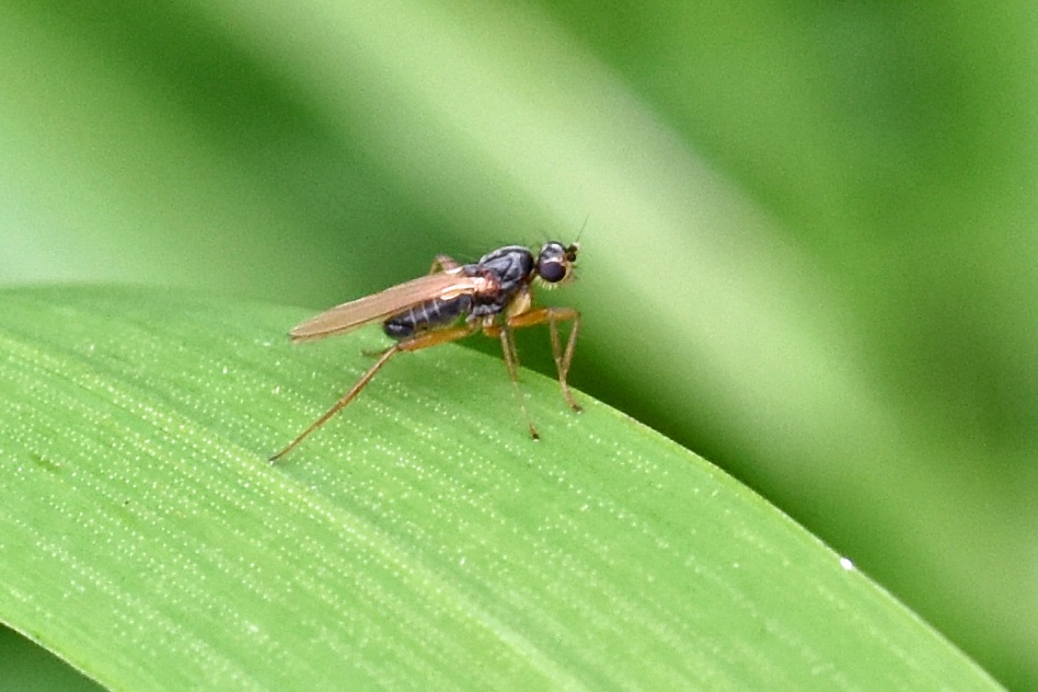 Green Winged Fly