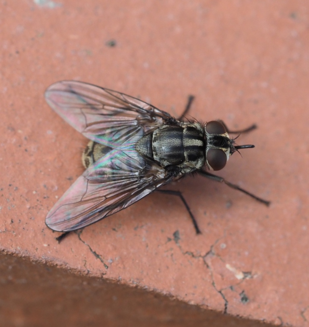 Stable Fly | NatureSpot
