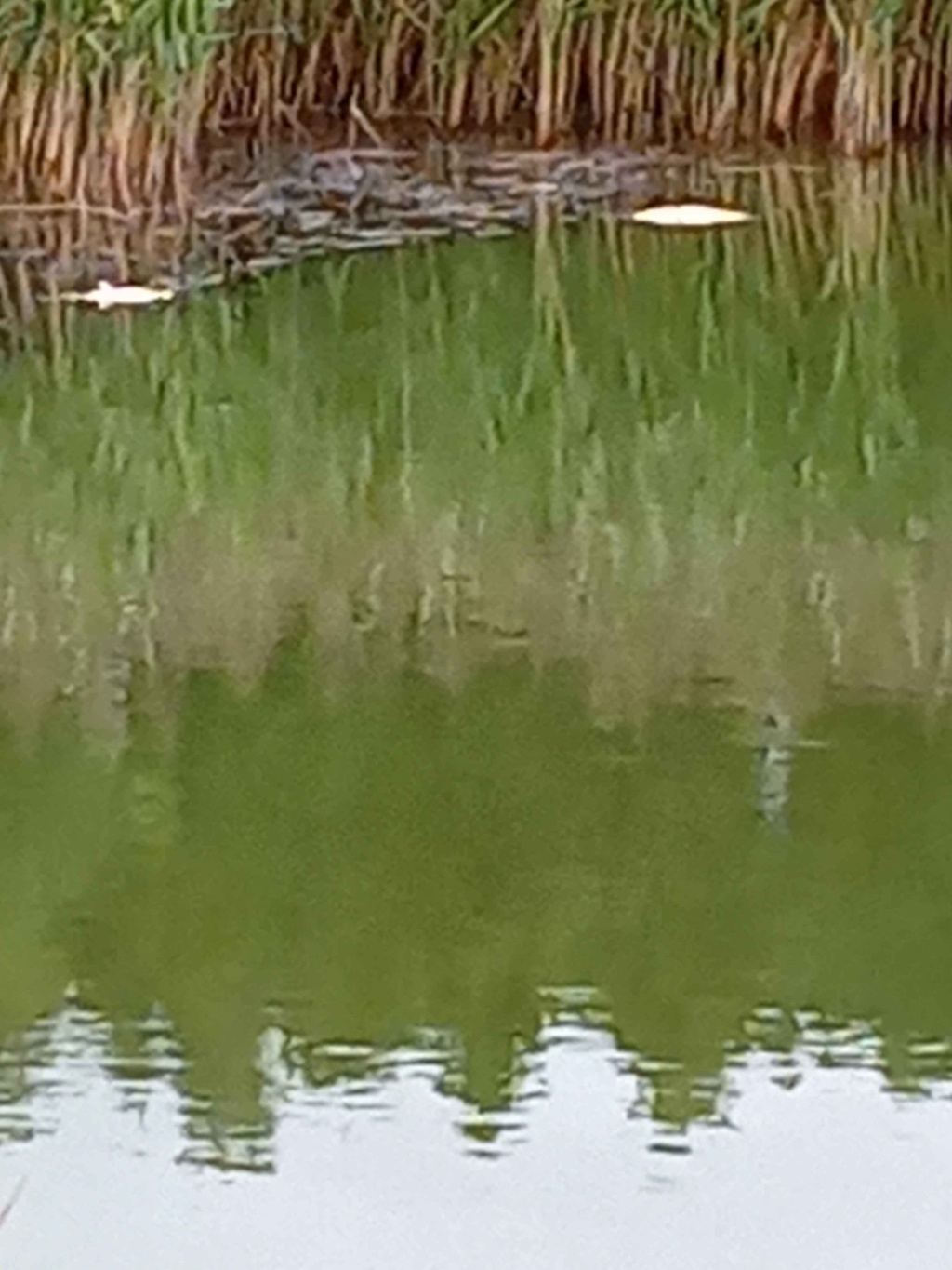 Bloomin Algae Record Map | iRecord