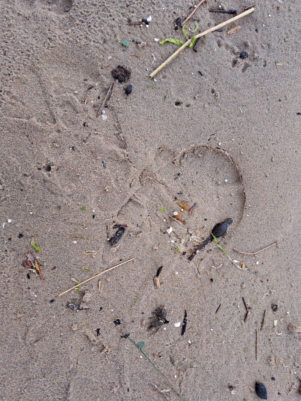 Bloomin Algae Record Map | iRecord