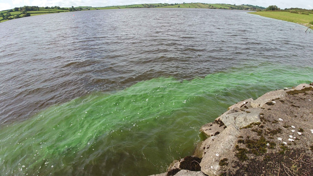 Bloomin Algae Record Map | iRecord