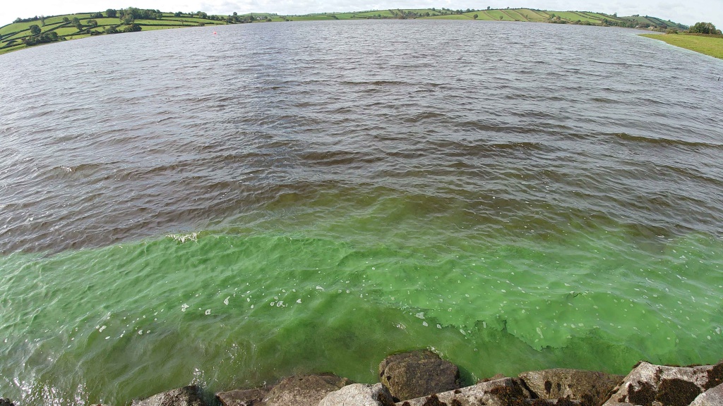 Bloomin Algae Record Map | iRecord