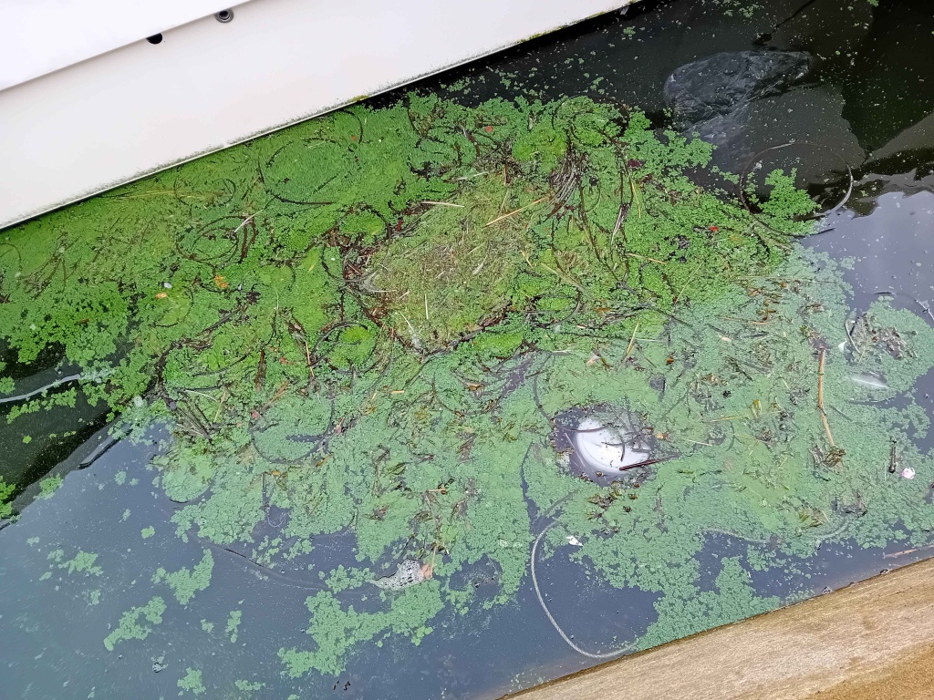 Bloomin Algae Record Map | iRecord