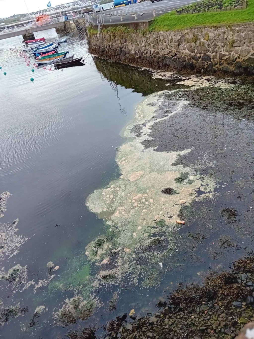 Bloomin Algae Record Map | iRecord