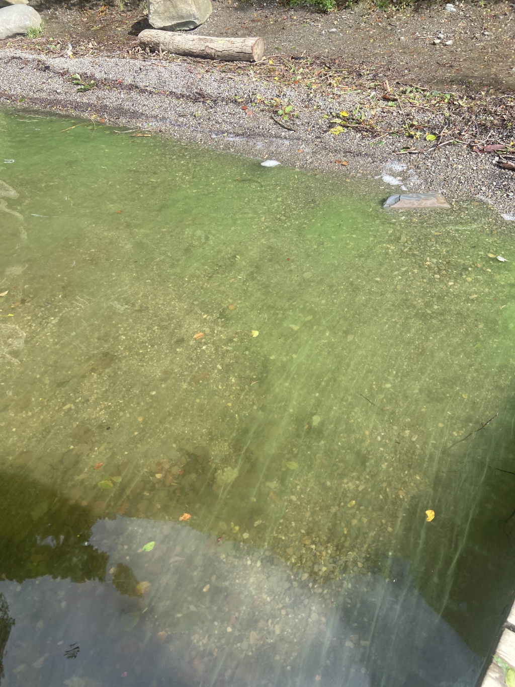 Bloomin Algae Record Map | iRecord