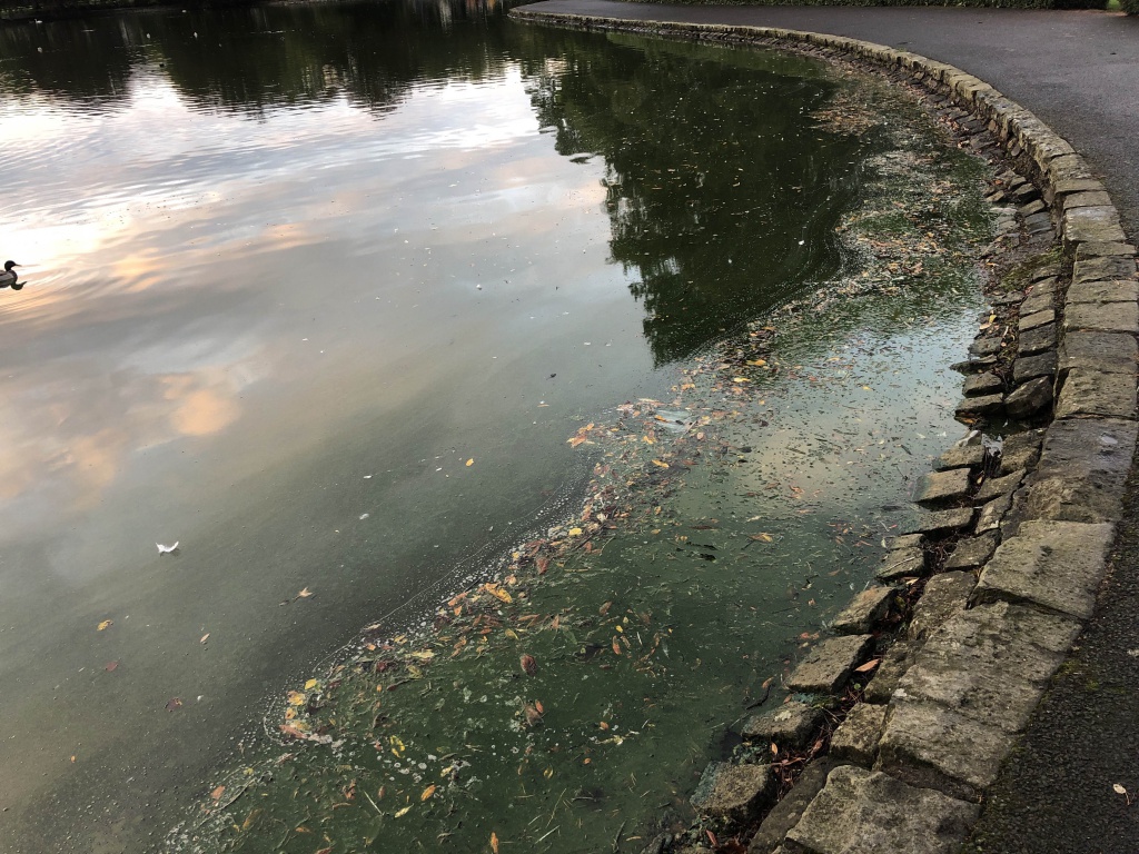 Bloomin Algae Record Map | iRecord