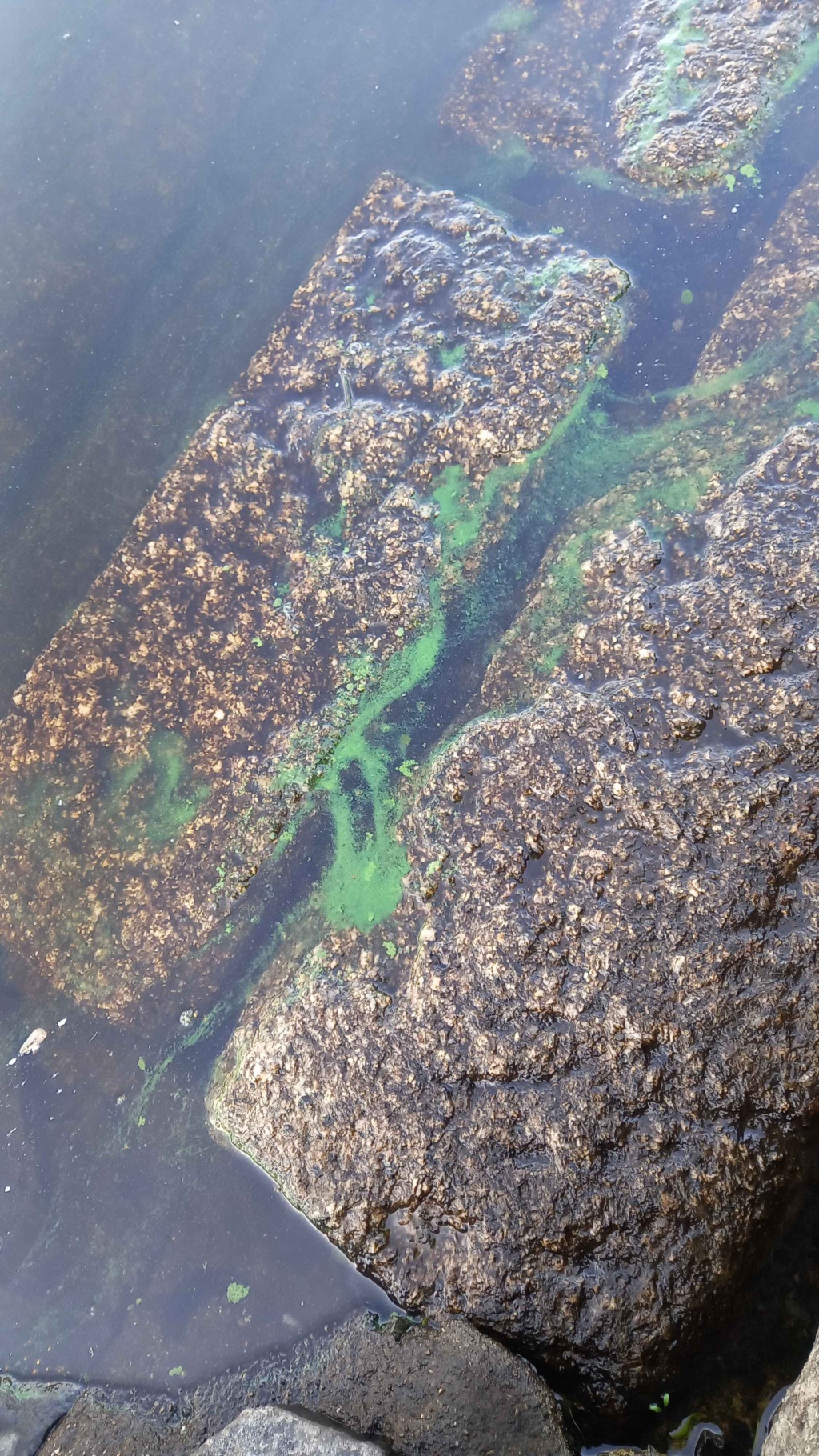 Bloomin Algae Record Map | iRecord