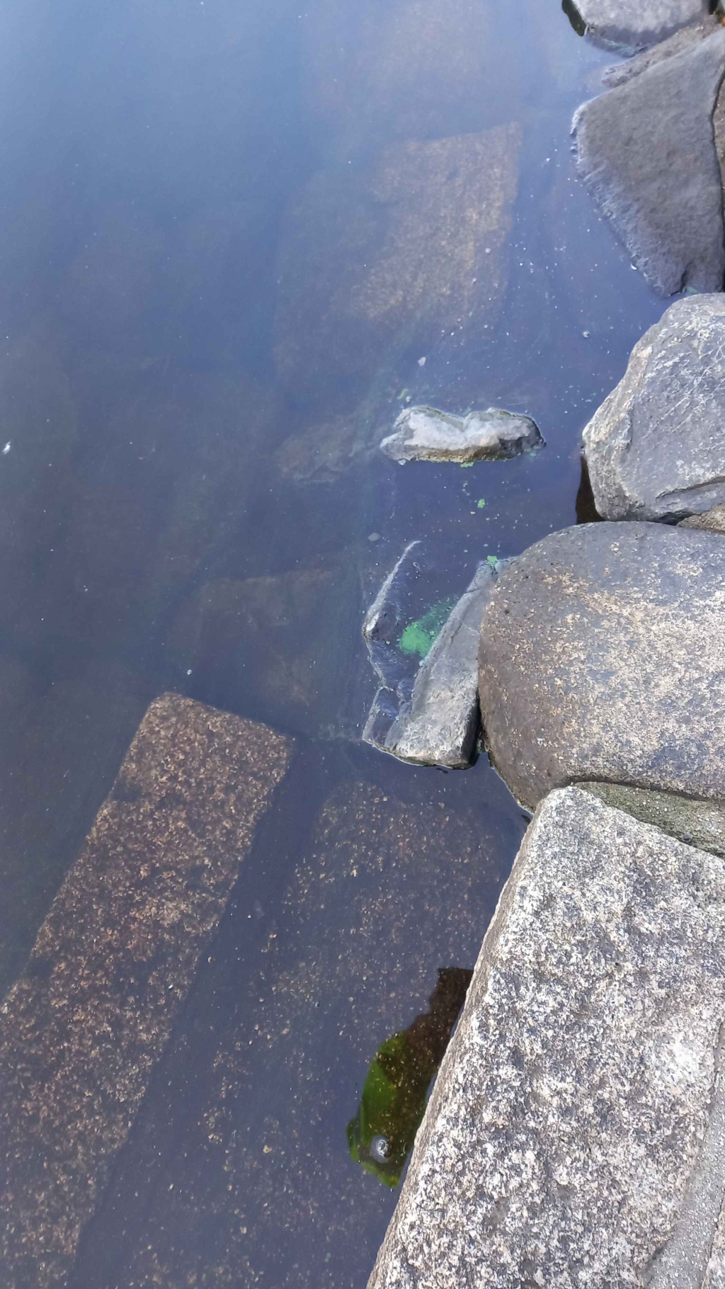 Bloomin Algae Record Map | iRecord