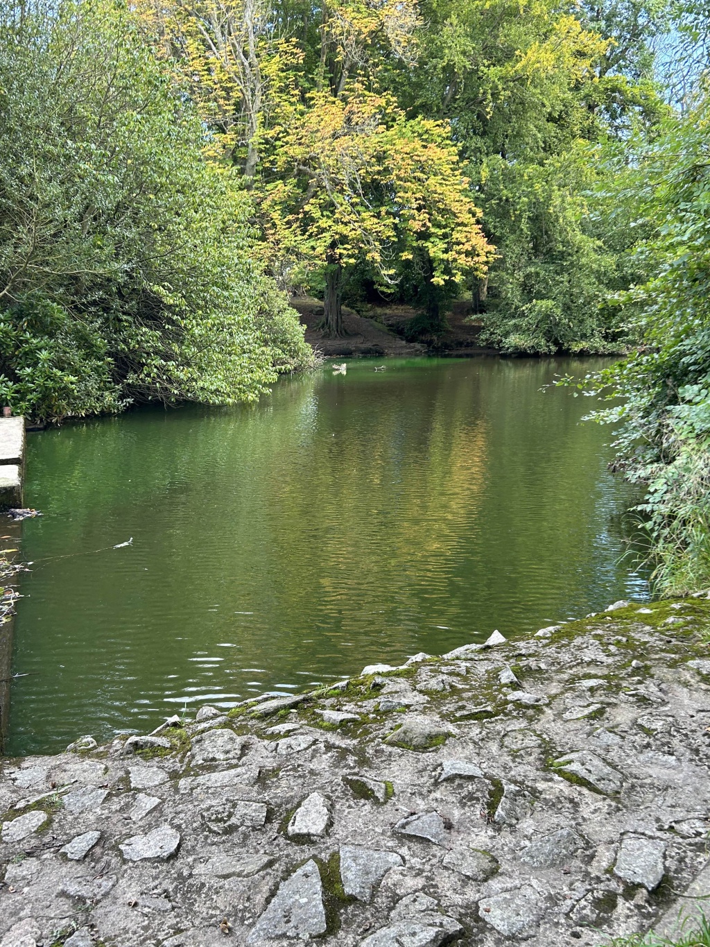 Bloomin Algae Record Map | iRecord