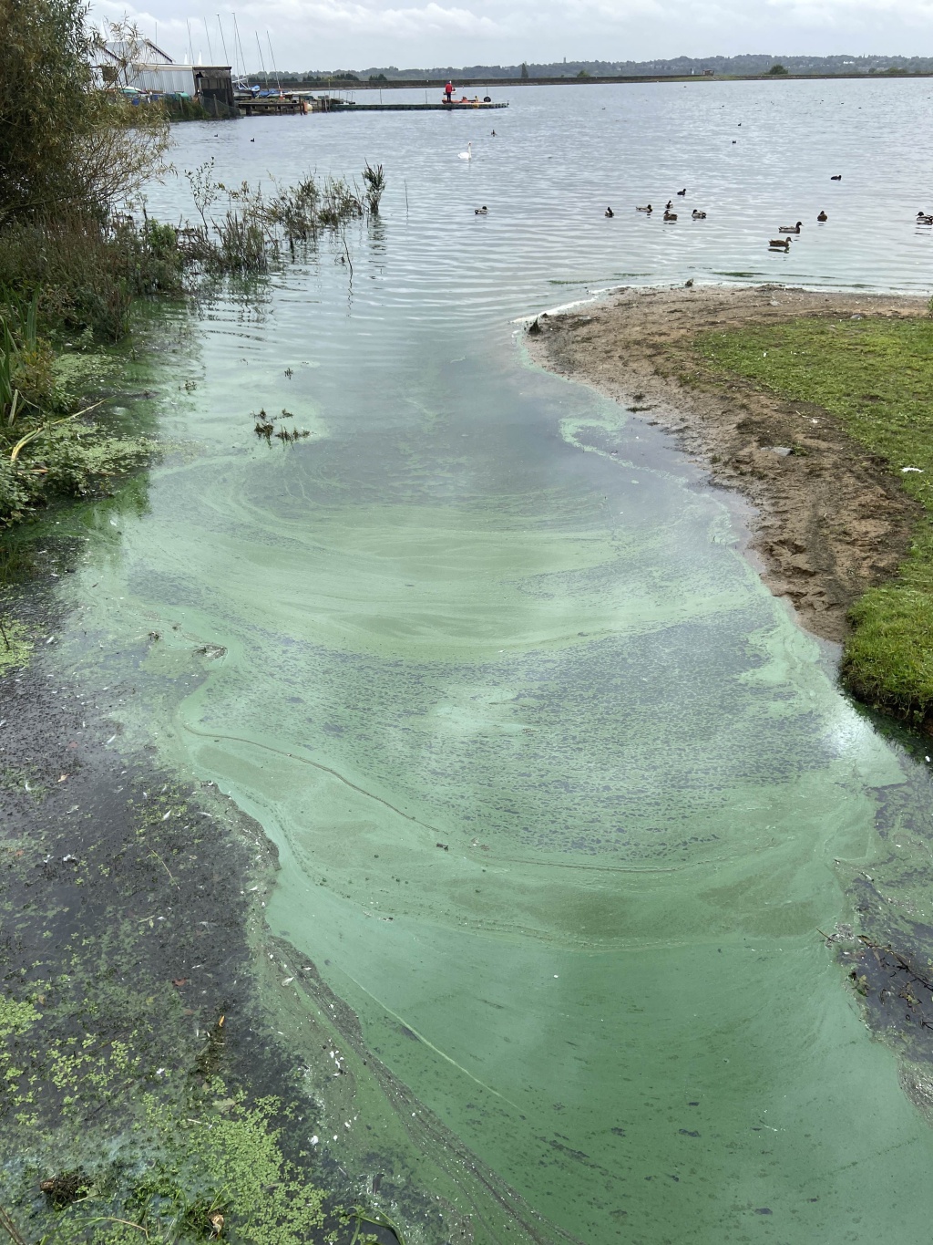 Bloomin Algae Record Map | iRecord