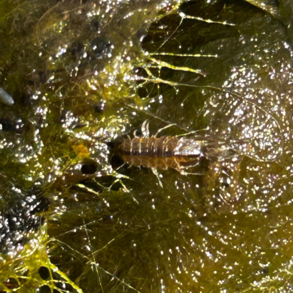 Record of Asellus (Asellus) aquaticus