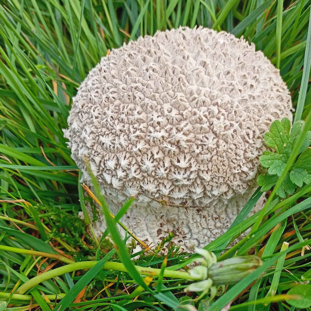 Mosaic Puffball | NatureSpot