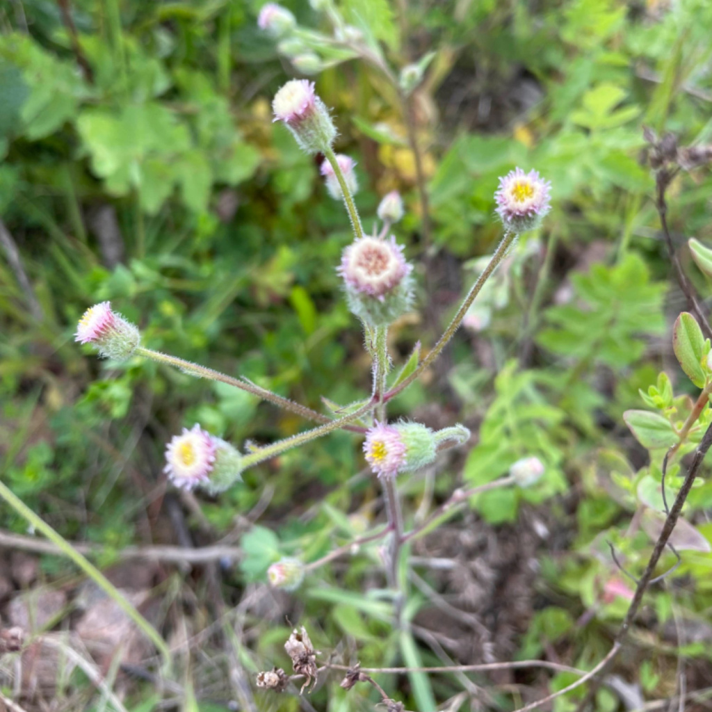 blue fleabane