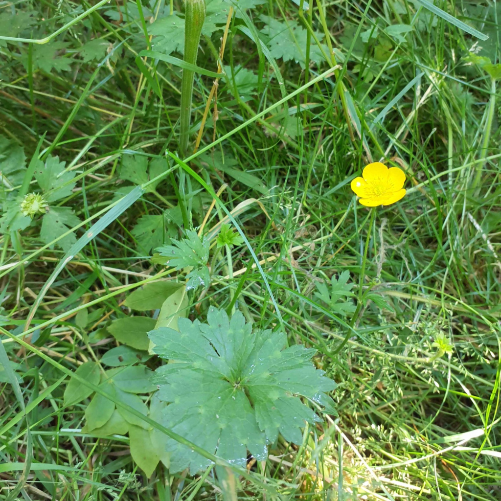 Creeping buttercup store