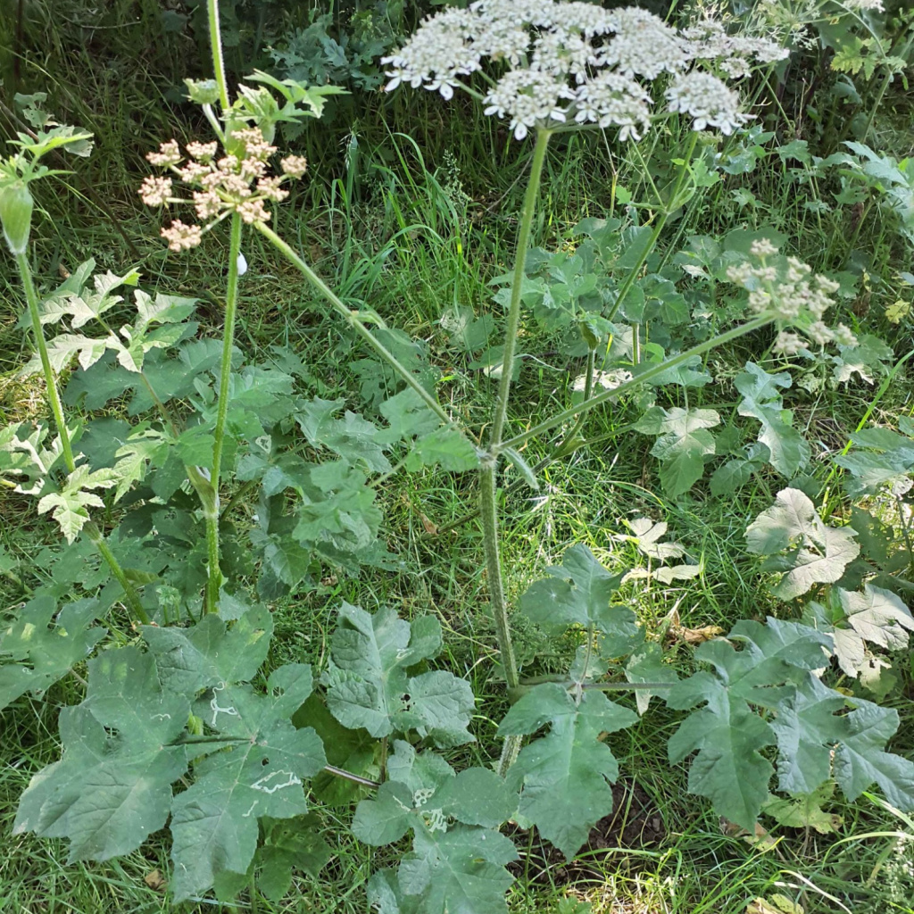 Hog Weed Plant Washington State Noxious Weed Control Board