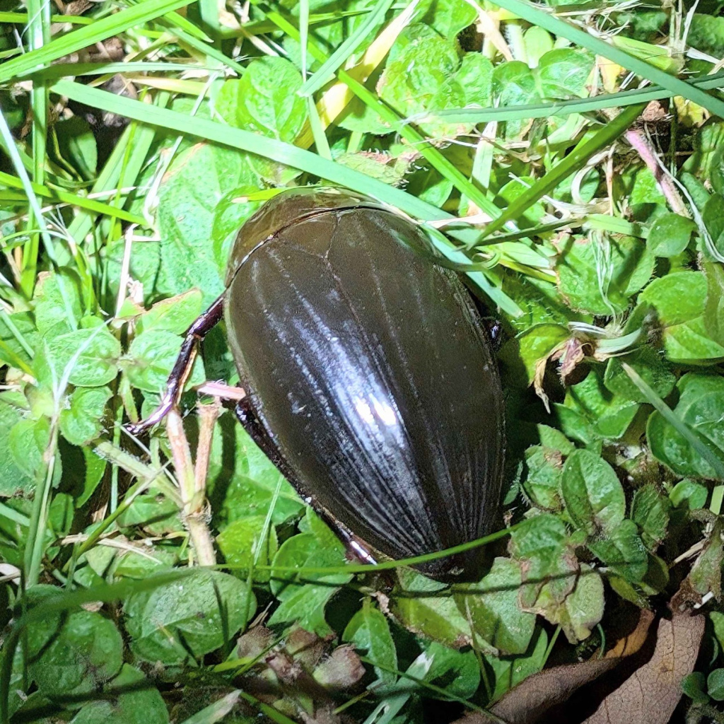 Record of Hydrophilus piceus