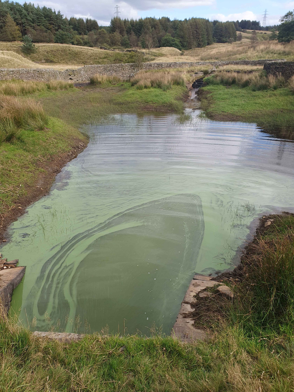 Bloomin Algae Record Map | iRecord