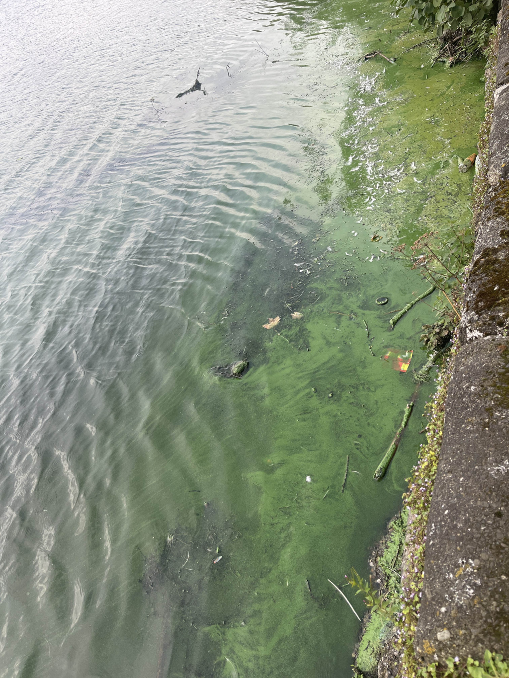 Bloomin Algae Record Map | iRecord