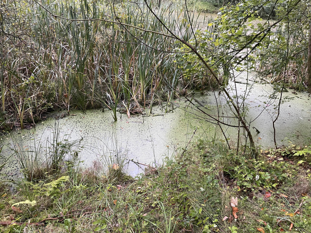 Bloomin Algae Record Map | iRecord