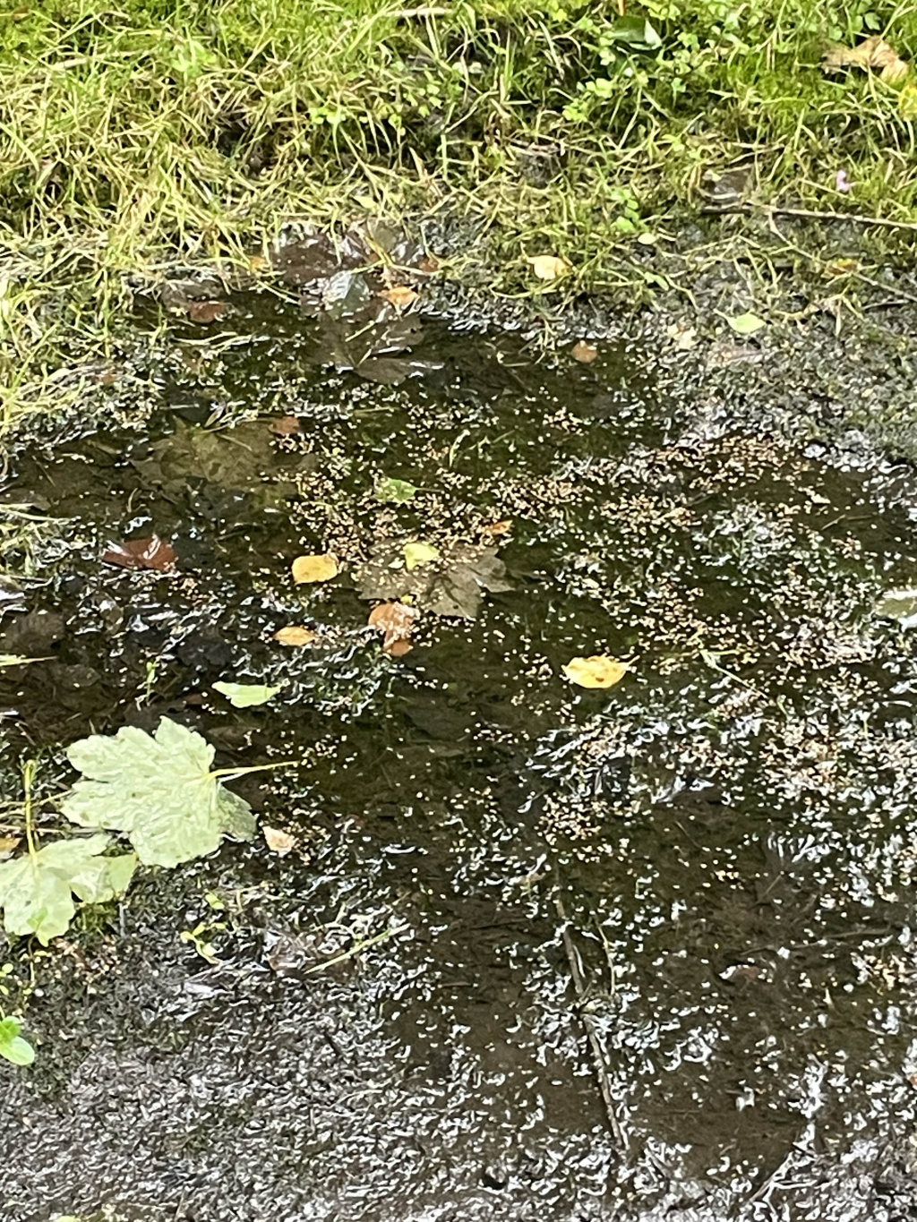 Bloomin Algae Record Map | iRecord